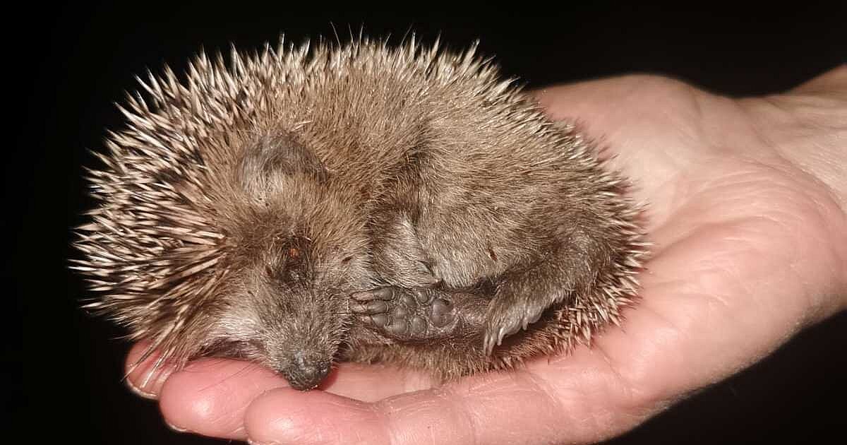 Rettung für wenig mehr als eine Handvoll Igel im Kreis Höxter | nw.de