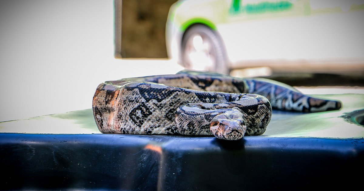 Würgeschlange in Herford im Kompost gefunden - jetzt hat sie ein neues Zuhause | nw.de