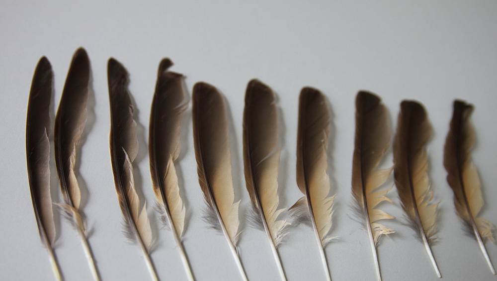 Was Federn erzählen | nw.de