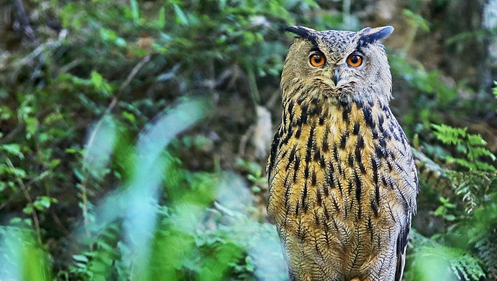 Der Uhu ist zurück im Kreis Herford | nw.de